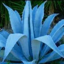 Fragrance Oil - Blue Agave (BBW Dupe) (bulk) — Windy Point Soap Making ...