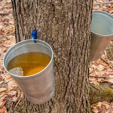 Fragrance Oil - Maple Sugar — Windy Point Soap Making Supplies